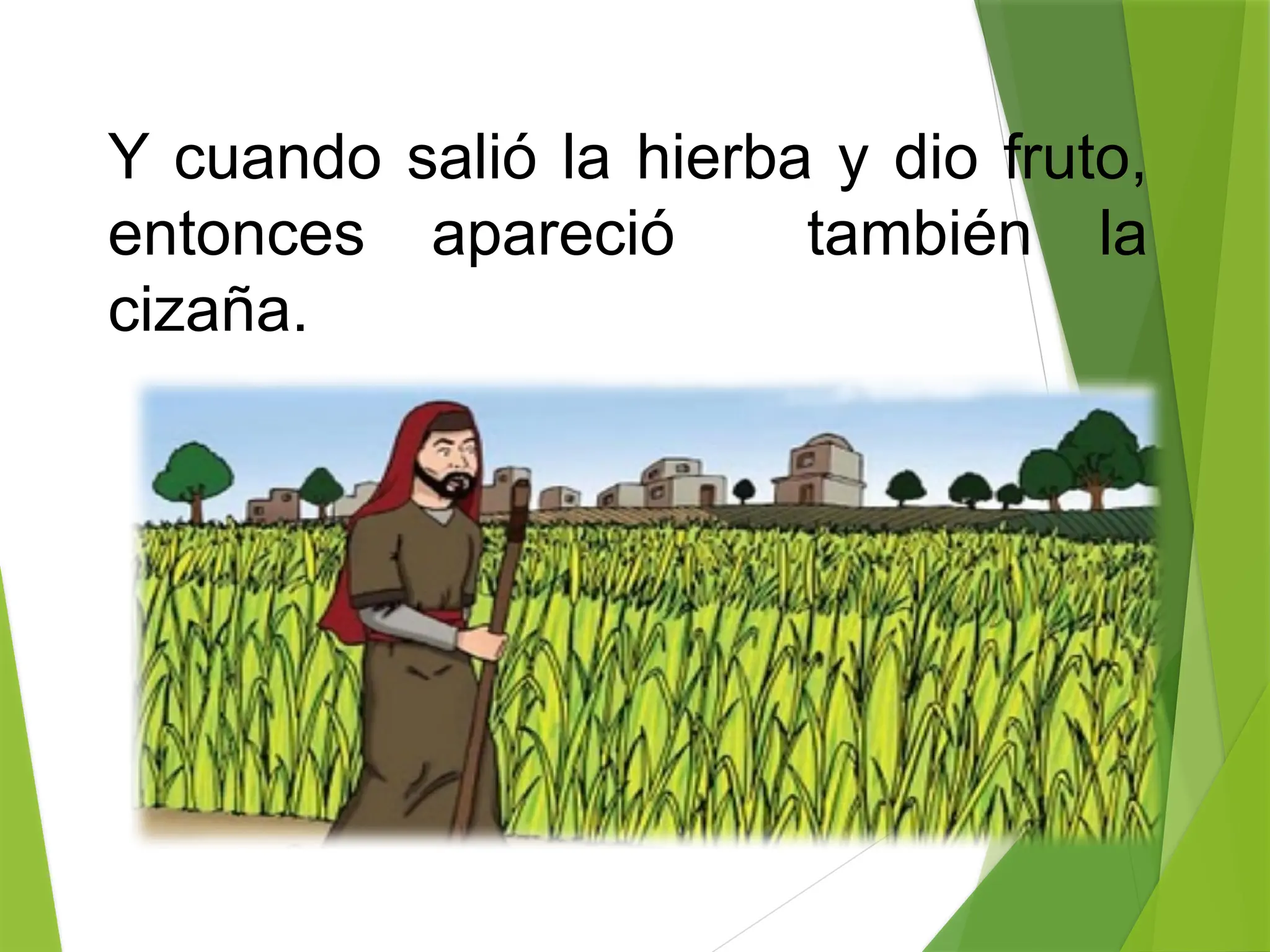 trigo vs cizaña las diferencias las hay. pptx | PPTX