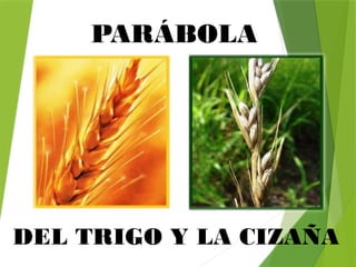 trigo vs cizaña las diferencias las hay. pptx | PPTX
