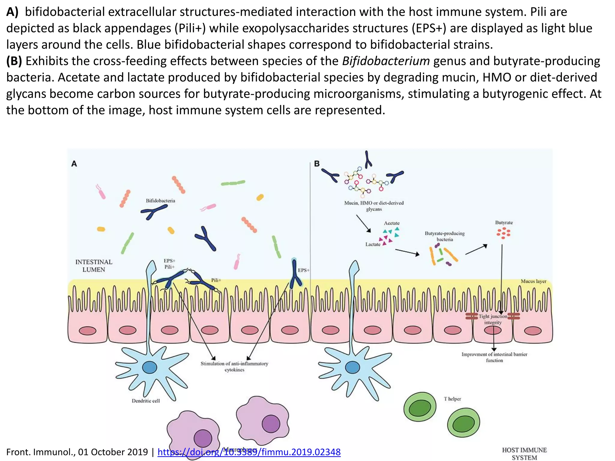 Bifidobacterium, BB-12®.pdf