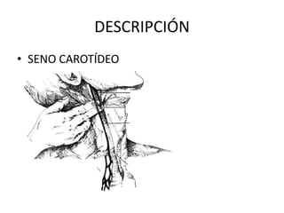 Bifurcación carotídea y carótida externa | PPTX
