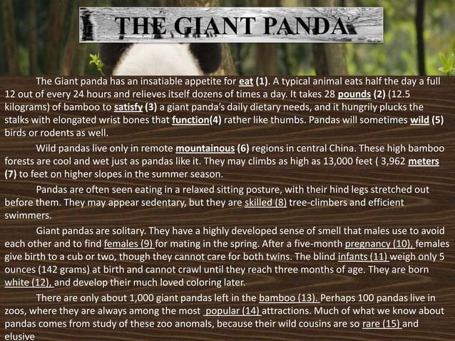 english about Panda | PPT