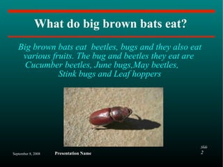 Big Brown Bats by Michael C. | PPT