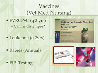 Big Cats And Zoo Med | PPT