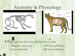 Big Cats and Zoo Medicine | PPT | Veterinary Medicine | Pets
