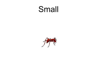 Big small | PPT