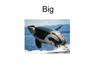 Big small | PPTX