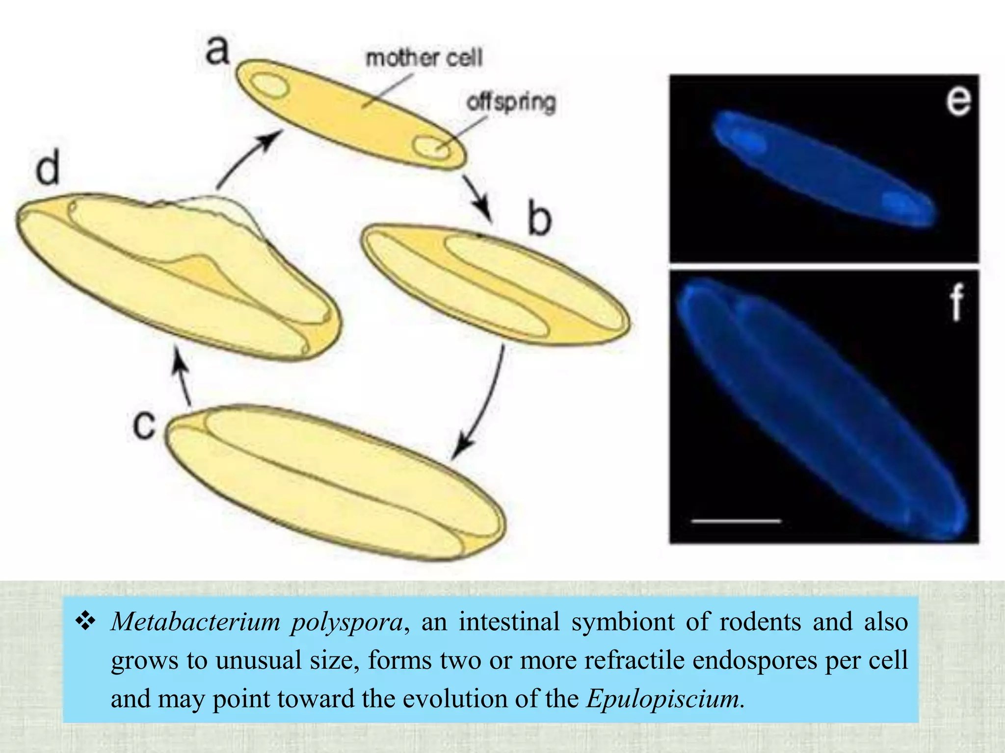 Big bacteria ppt | PPTX