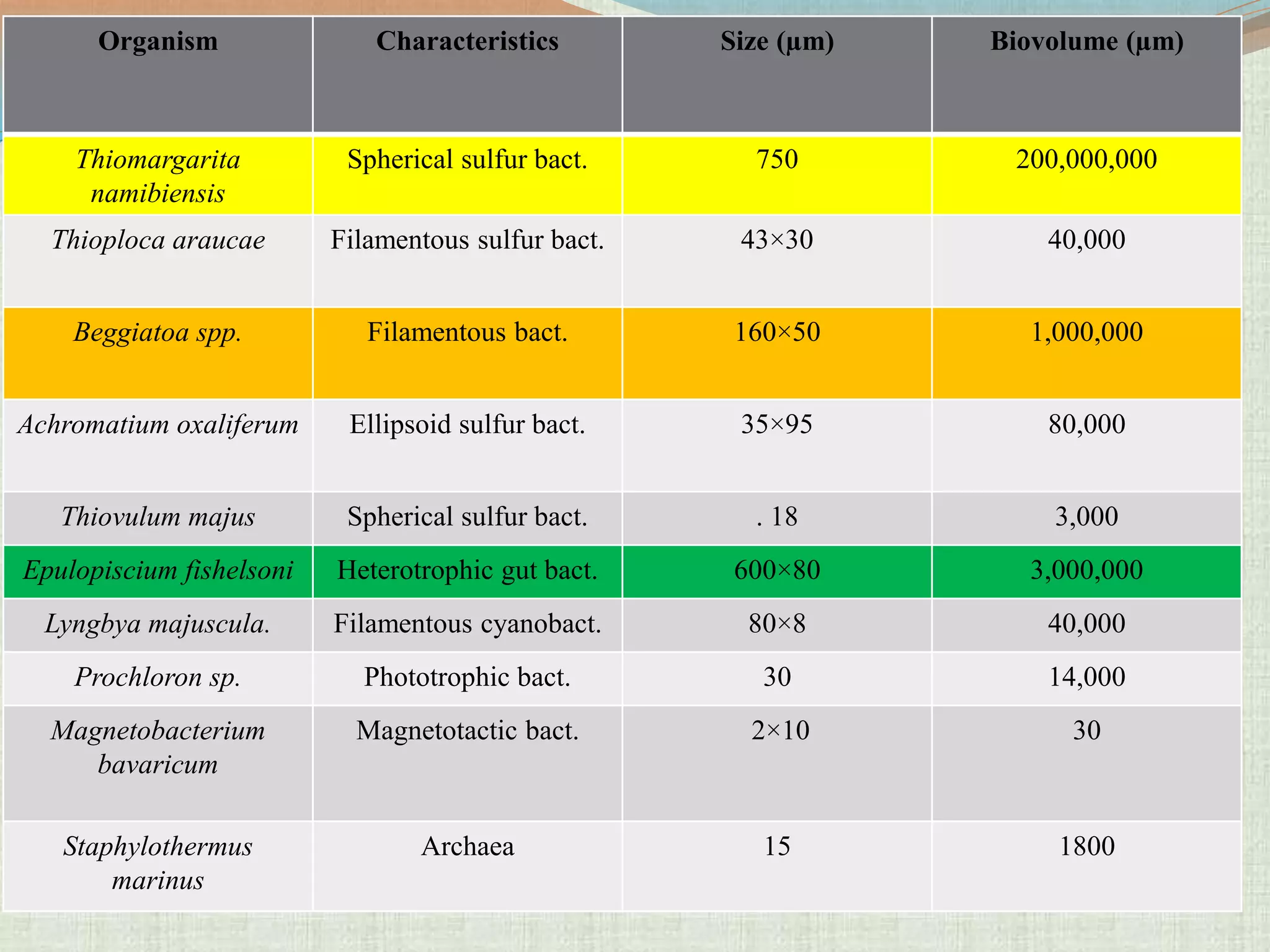 Big bacteria ppt | PPTX