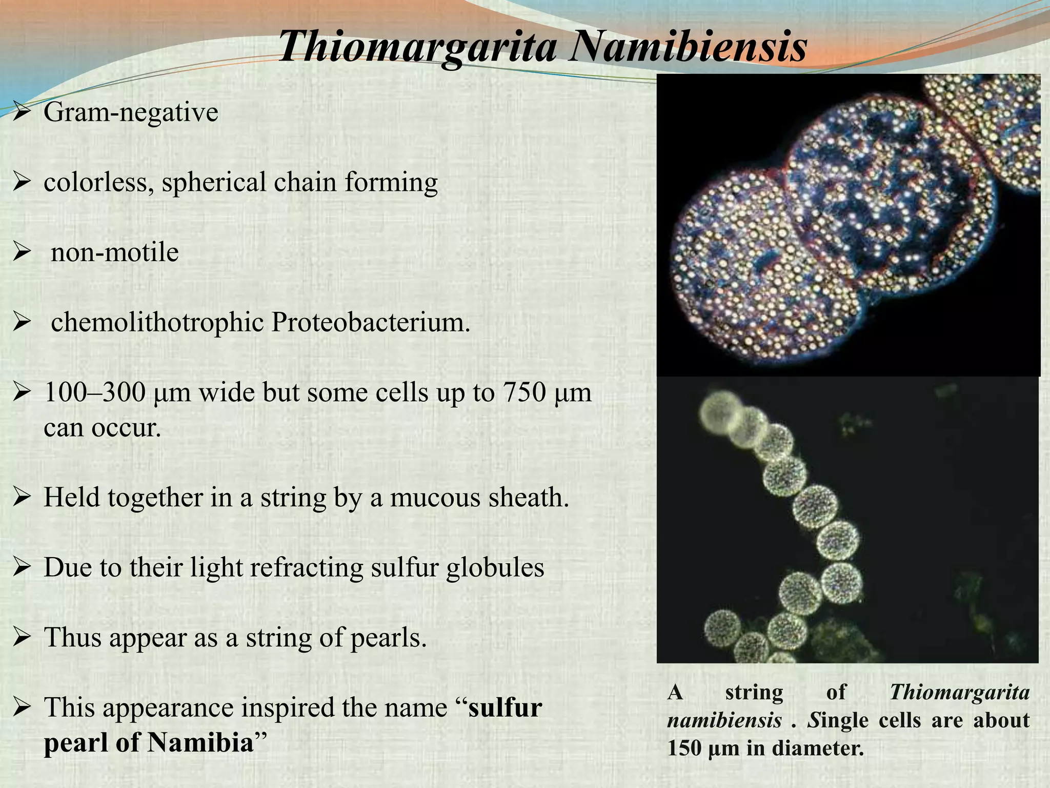 Big bacteria ppt | PPTX