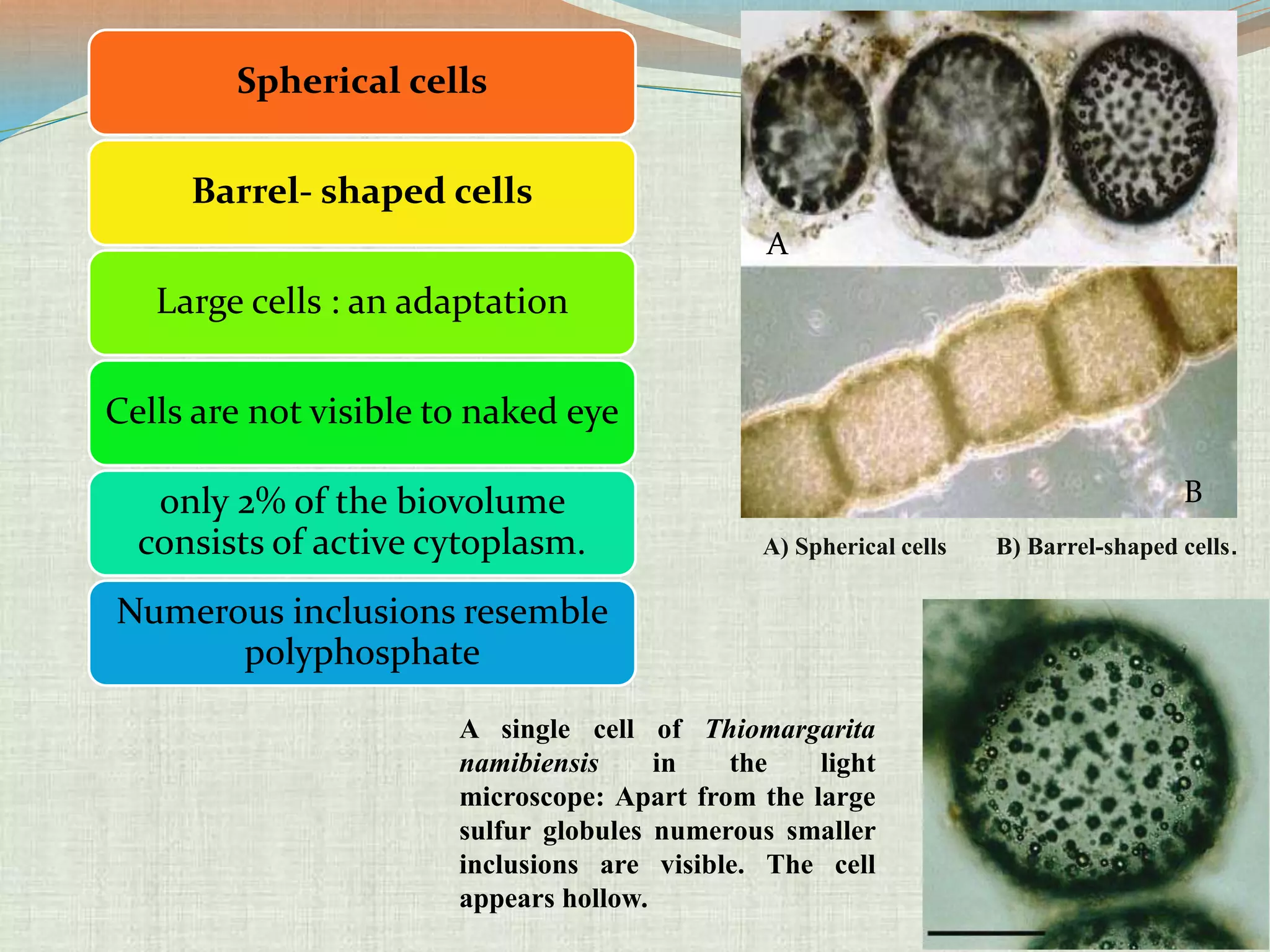 Big bacteria ppt | PPTX