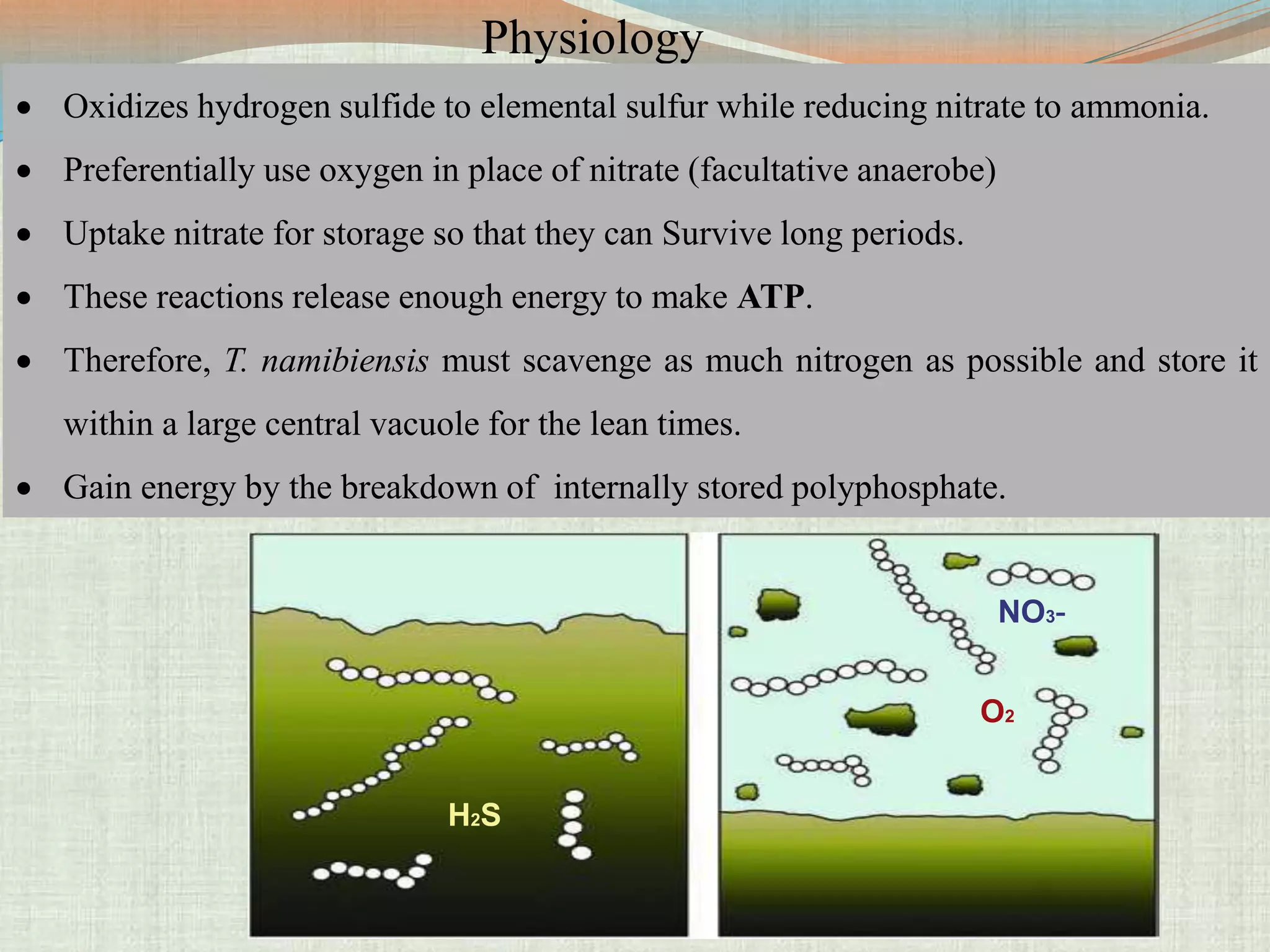 Big bacteria ppt | PPTX