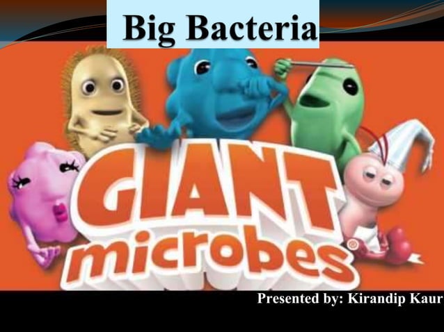 Big bacteria ppt | PPT