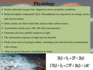 Big bacteria ppt | PPT
