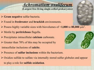Big bacteria ppt | PPT