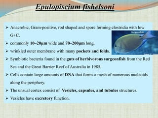 Big bacteria ppt | PPT