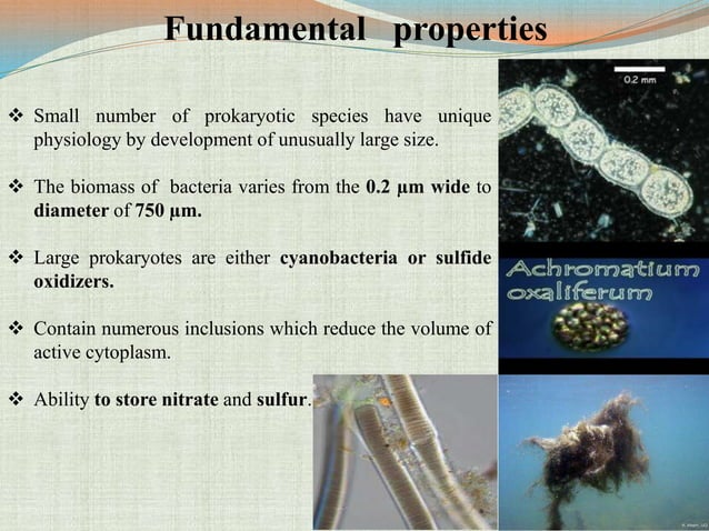 Big bacteria ppt | PPT