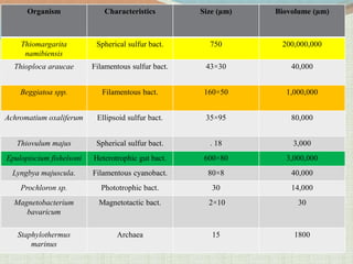 Big bacteria ppt | PPT