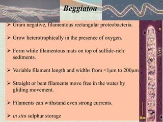 Big bacteria ppt | PPTX
