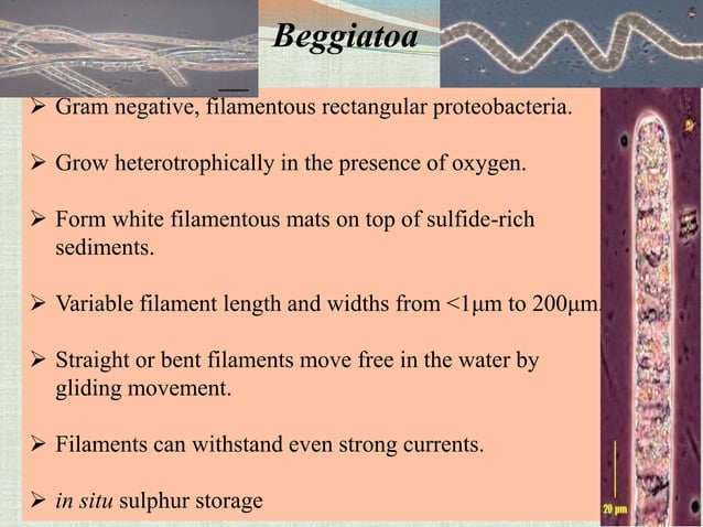 Big bacteria ppt | PPT