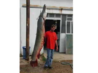 Big, Bigger And Biggest | PPT