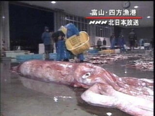 Big, Bigger And Biggest | PPT