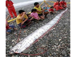 Big, Bigger And Biggest | PPT