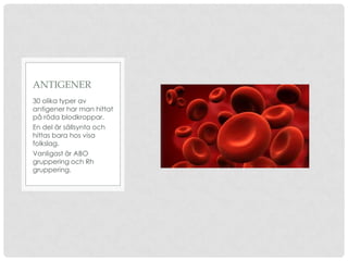 Bi genetik blodgrupper | PPT