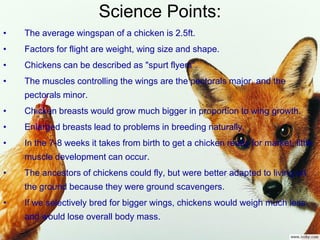 If chickens could fly, would they serve bigger chicken wings in ...