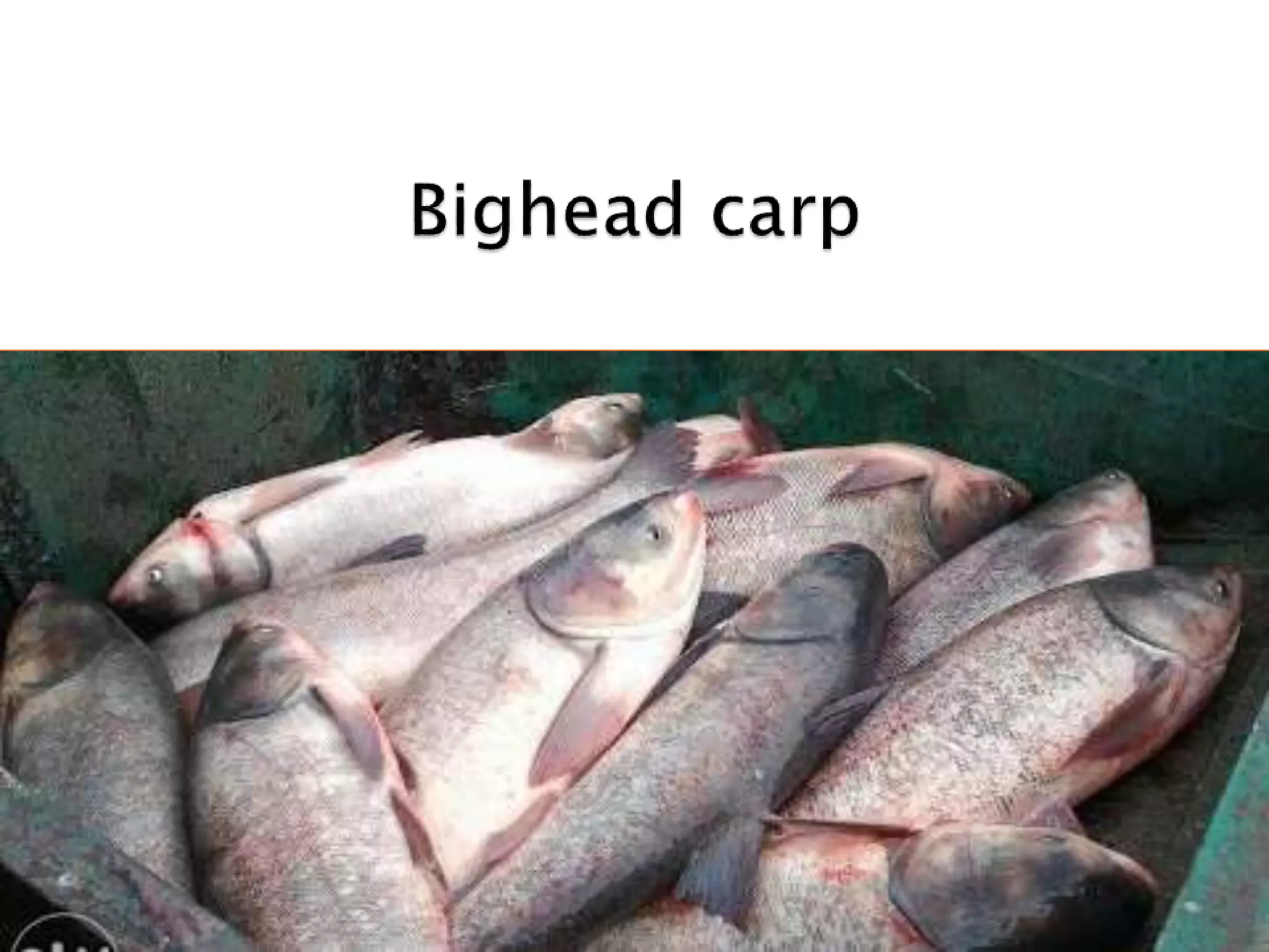 Big head carp(Aristichthys nobilis) | PPTX