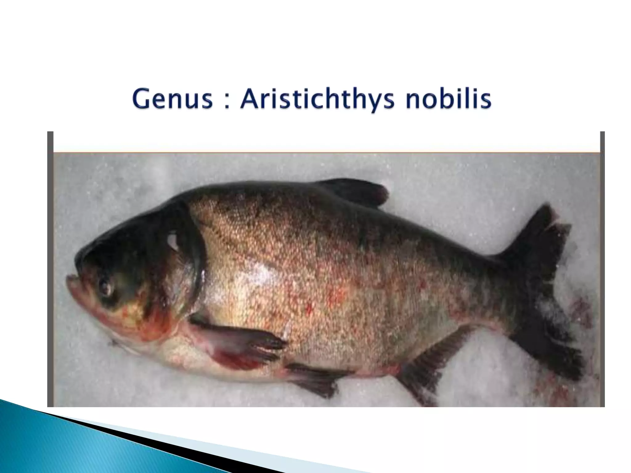 Big head carp(Aristichthys nobilis) | PPTX