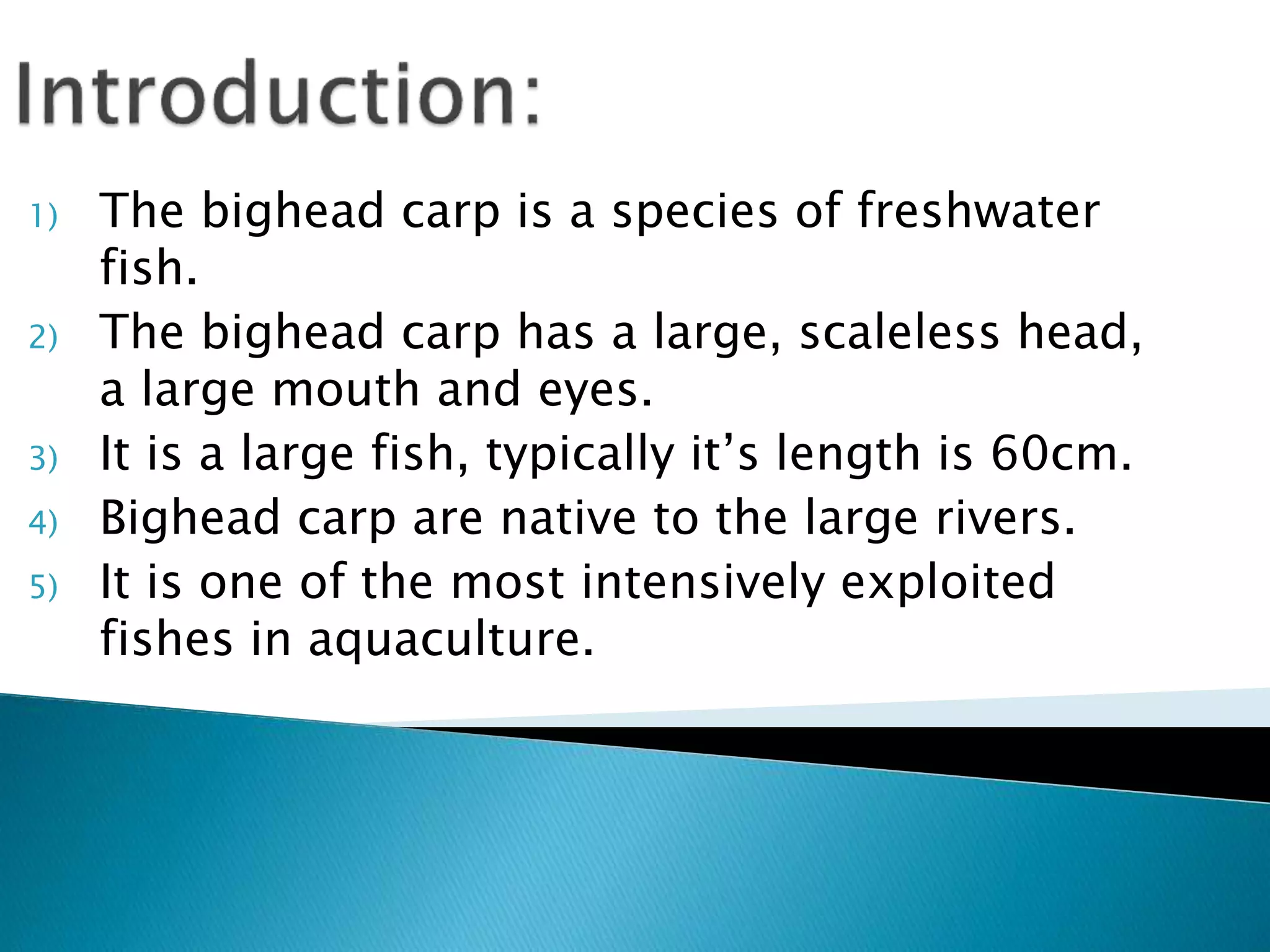 Big head carp(Aristichthys nobilis) | PPTX
