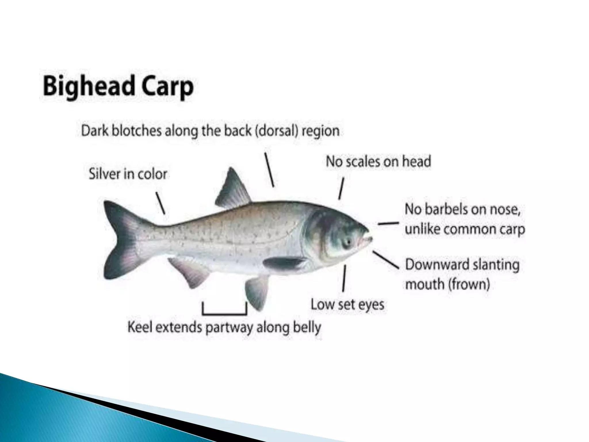 Big head carp(Aristichthys nobilis) | PPTX