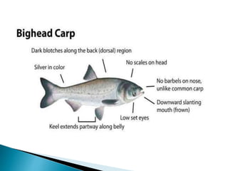 Big head carp(Aristichthys nobilis) | PPTX