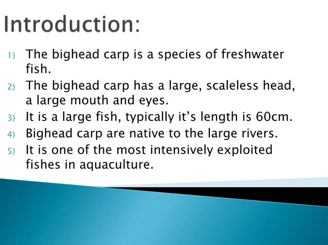 Big head carp | PPTX | Fish and Aquariums | Pets