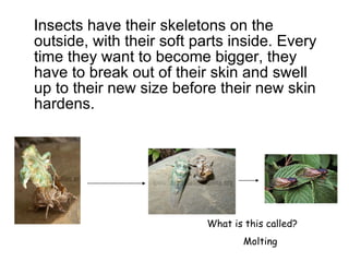 Big idea insects | PPT