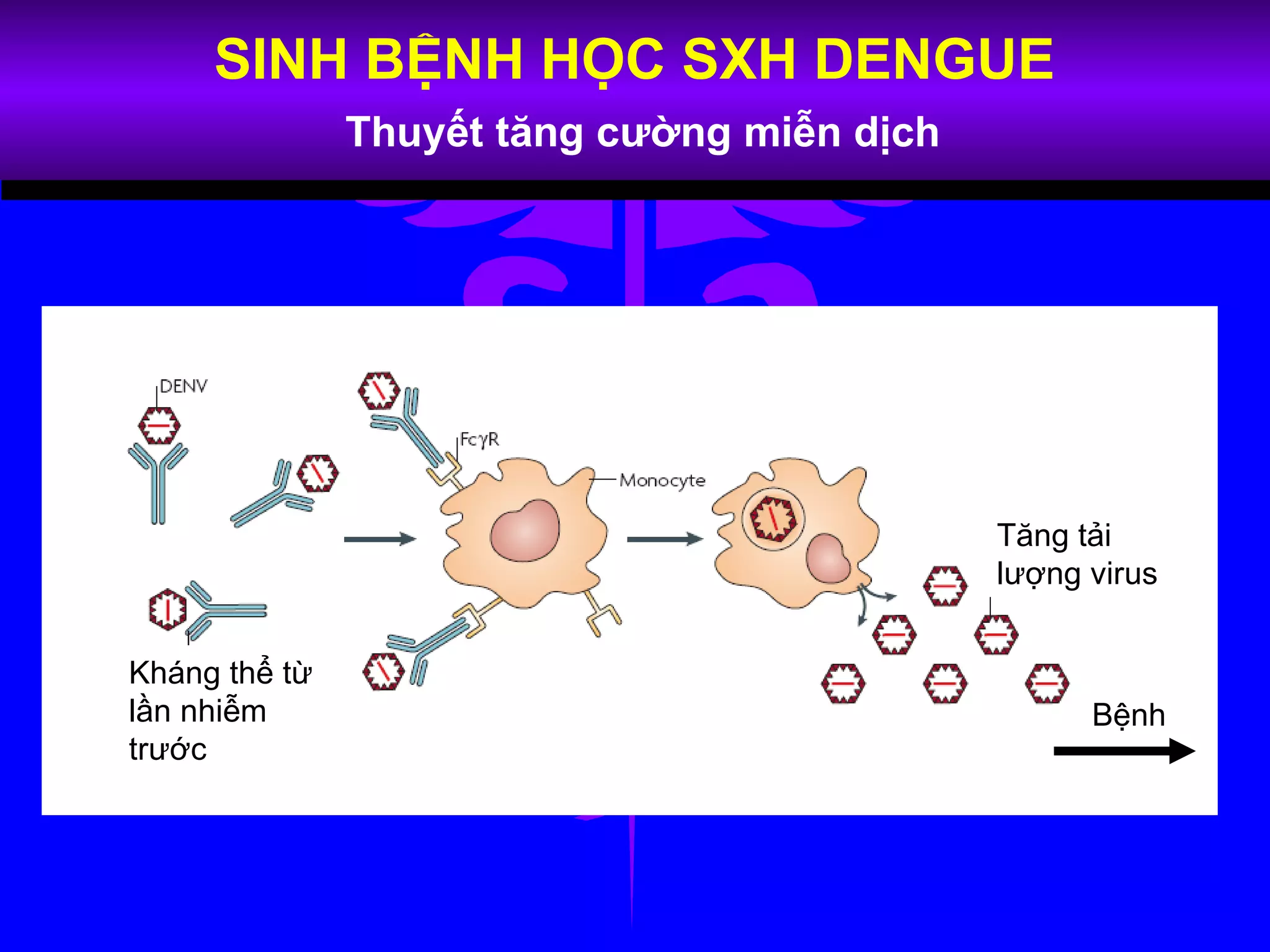 Bài Giảng Bệnh Sốt Xuất Huyết Dengue.pdf
