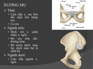 [Bài giảng, chi dưới] xuong chi duoi | PPT