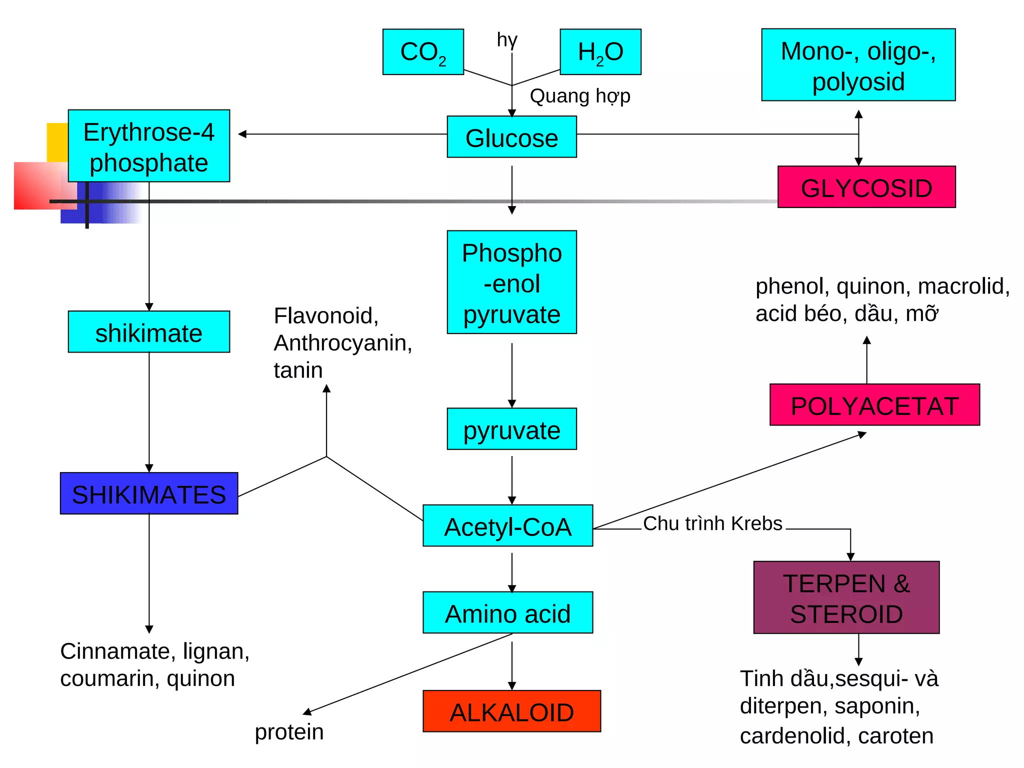 Bài giảng Dược liệu chứa alcaloid có cấu trúc diterpen - TS. Đỗ Quyên ...