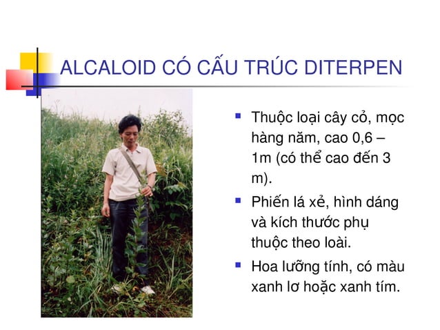 Bài giảng Dược liệu chứa alcaloid có cấu trúc diterpen - TS. Đỗ Quyên ...