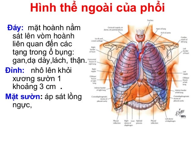 [Bài giảng, ngực bụng] phoi t.that 2014a