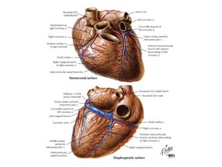 [Bài giảng, ngực bụng] tim mach y 6 | PPT