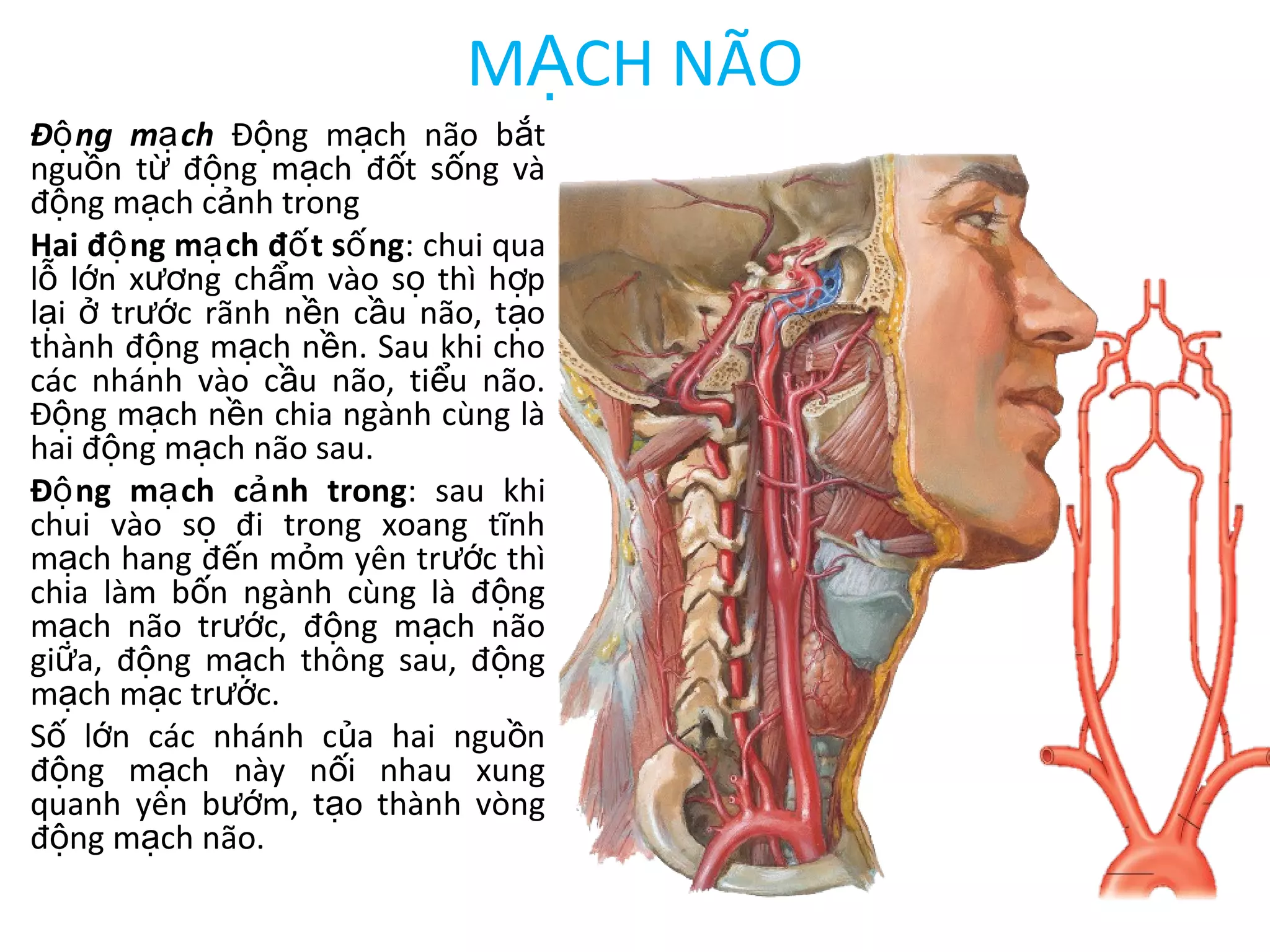[Bài giảng, đầu mặt cổ] mang mach nao tuy | PPT