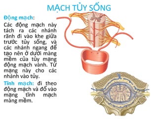 [Bài giảng, đầu mặt cổ] mang mach nao tuy | PPT
