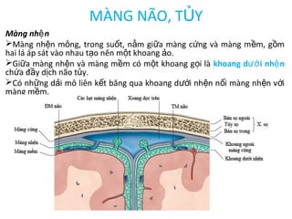 [Bài giảng, đầu mặt cổ] mang mach nao tuy | PPT
