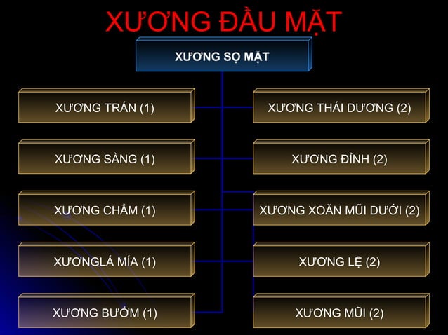 [Bài giảng, đầu mặt cổ] xương đầu mặt thay mỹ | PPT