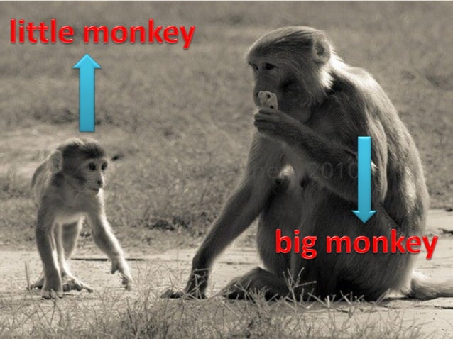 Big Monkey, Little Monkey Vocabulary ppt | PPT