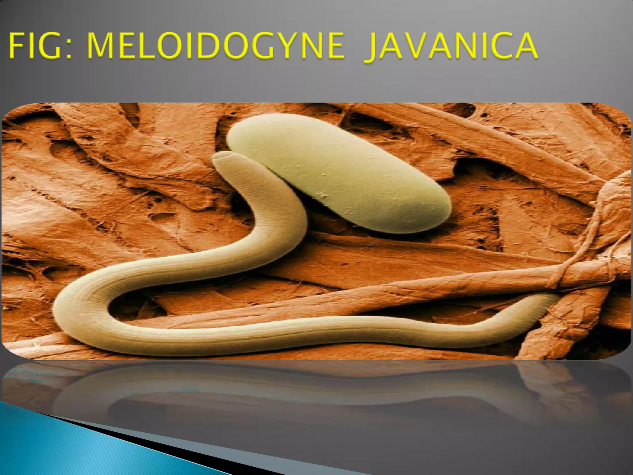 Meloidogyne javanica | PDF