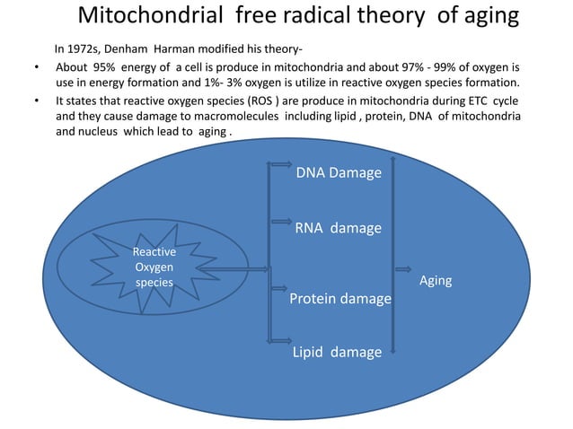 Presentation on Free Radicals Theory of Aging ppt | PPTX