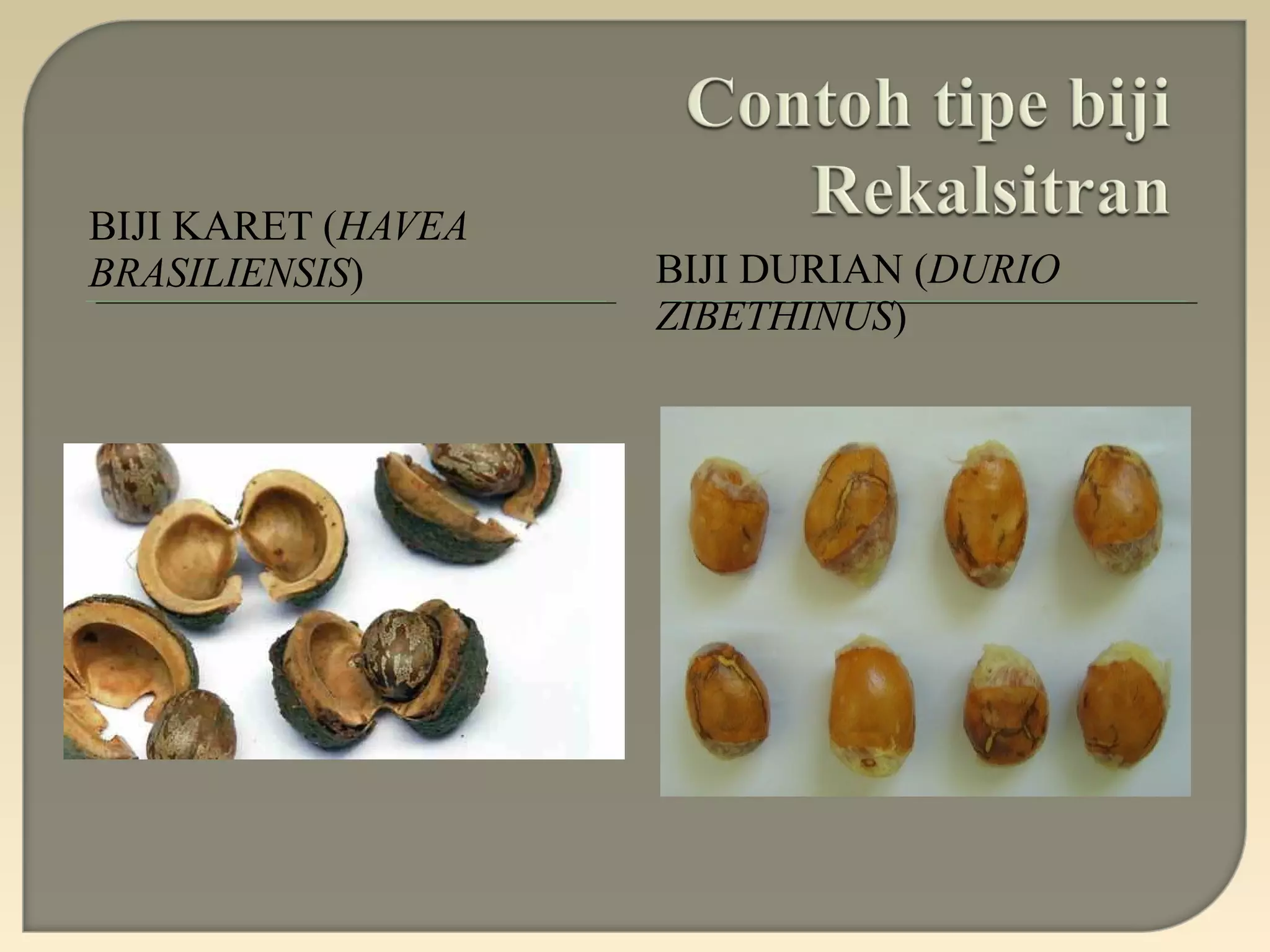 Biji pp new kelompok 4 new | PPT