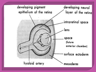 Ocular Embryology | PPTX | Eye and Vision Conditions | Diseases and ...